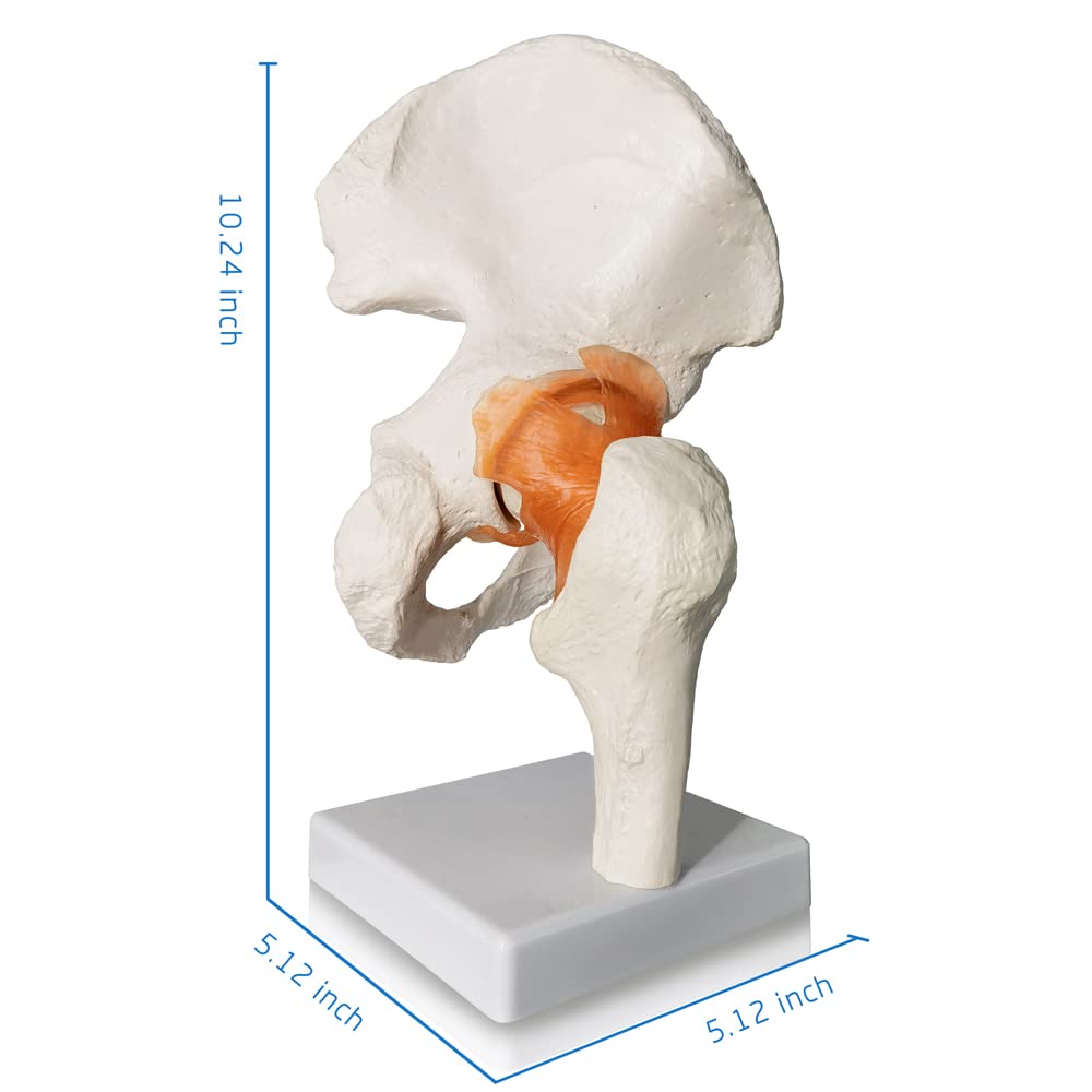 Hip Joint Model Human Hip Joint Model For Function (CA 10335) China