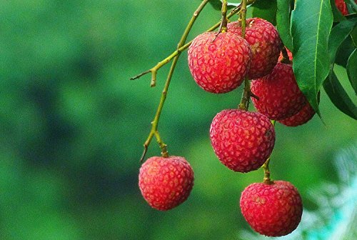Generic Succulent Plants Lychee Lychy Litchi Seeds, Leechee Fruit Tree ...