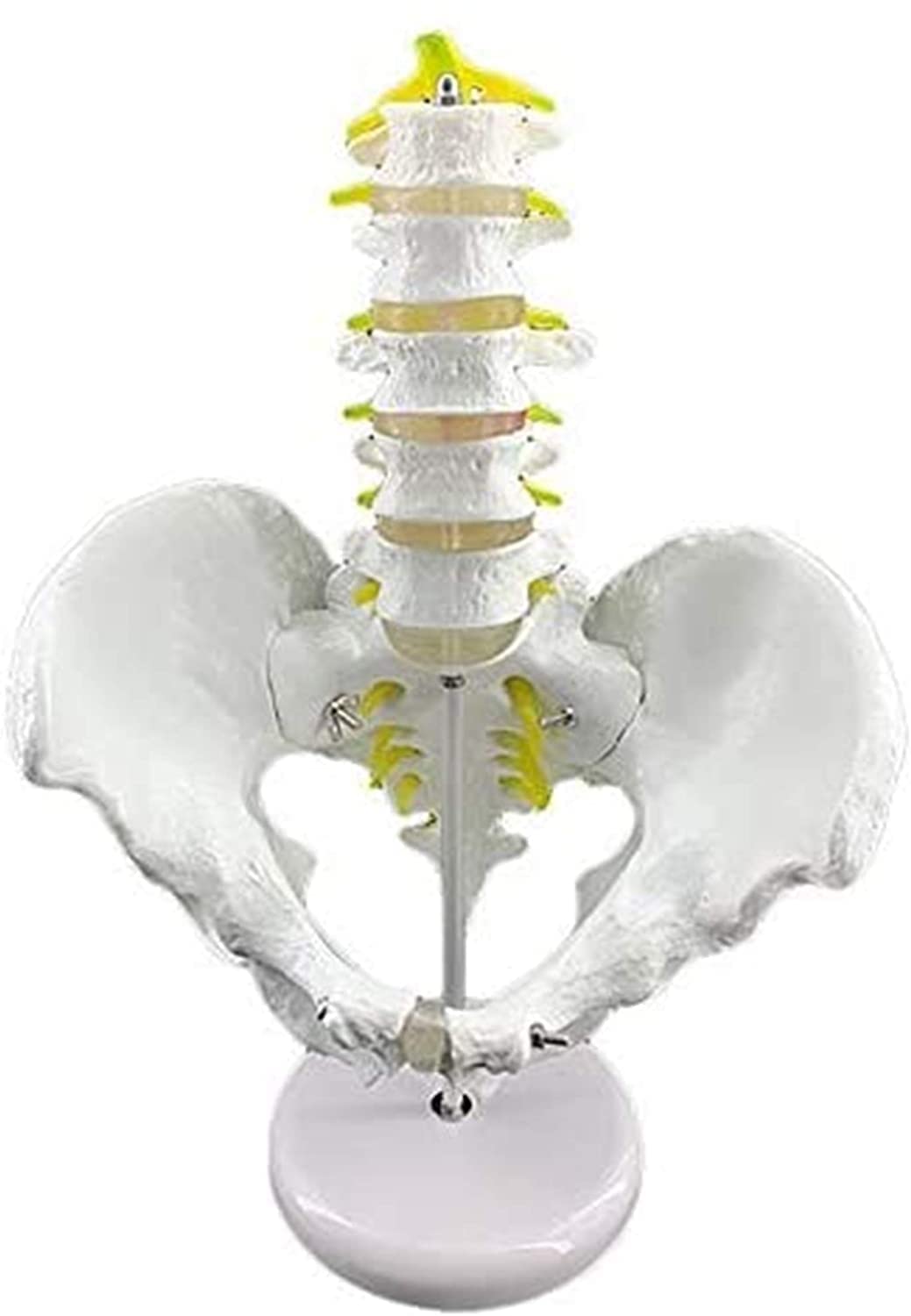 Buy Scientific Human Anatomy Model, Lumbar Spine with Pelvis Model ...