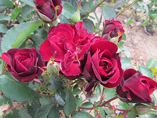 Ruby Celebration - Bareroot Floribunda Half Standard Rose - Deep Ruby ...