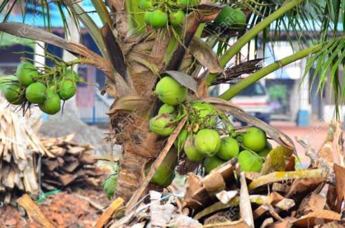 Coconut Live Plant- Hybrid 'KUTTIYADI COCONUT' Tree/Dwarf Nariyal Plant ...