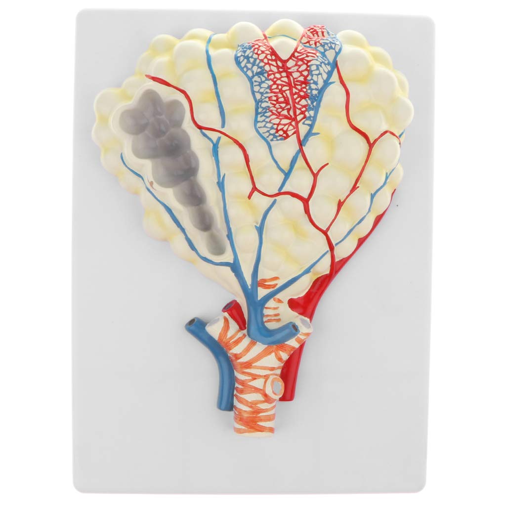 Buy Perfeclan Human Pulmonary Alveolus| Colorful Plastic Model ...