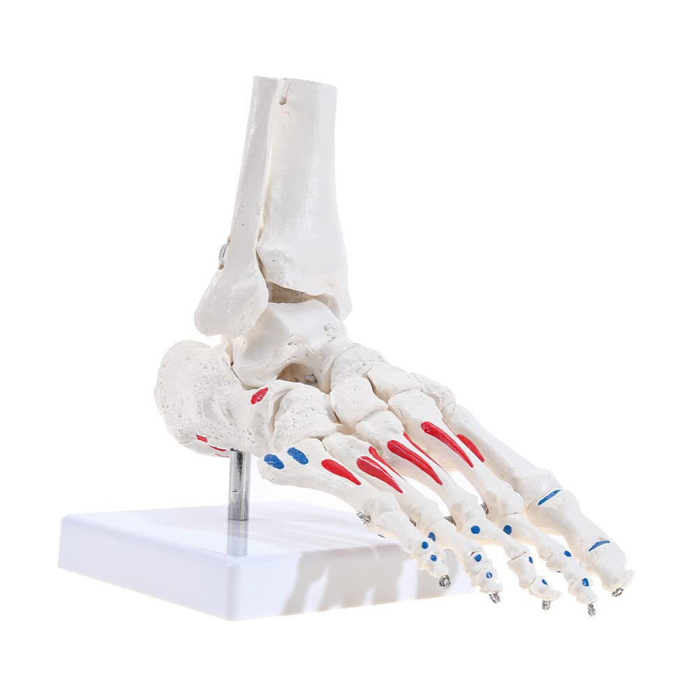 Buy MIIRR Human Foot and Ankle Model, 1:1 Life-Size Model, Human Foot ...