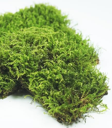 Amazon.com : Living Moss - Fresh Sheet Moss Perfect for Terrariums and ...
