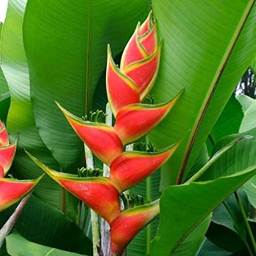 Amazon.com : MITRAEE 100 Heliconia Wagneriana Plant Seeds : Patio, Lawn ...
