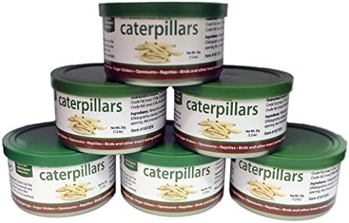 Insect Protein Canned Silkworm Pupae - High Protein Insect Treat For ...