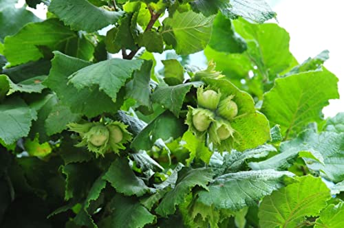 Hazelnut tree - How to grow & care