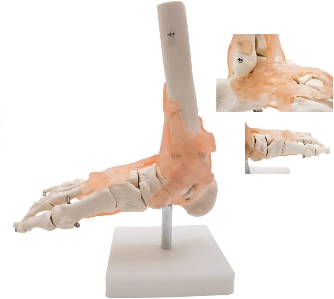Teaching Model,Ankle Model With Ligaments,Human Foot Skeleton Model ...