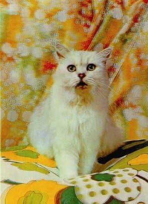 Amazon.com: 3D Lenticular Cats F - Postcard : Office Products