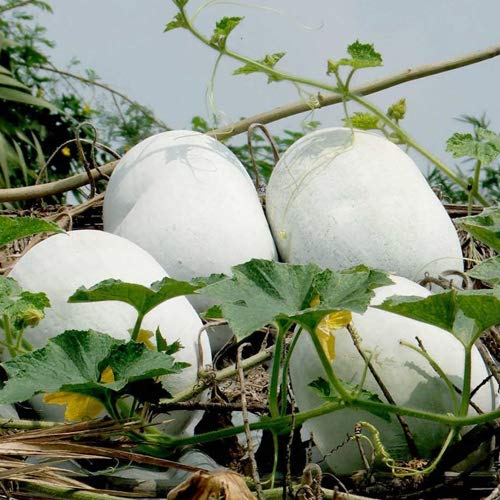 Creative Farmer Vegetable Seeds Kohla (Marathi) Seeds - Ashgourd Seeds ...