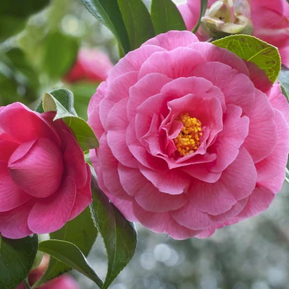 GoGreen Camelia Cameliya flower plant Camellia japonica Kaimelia ...