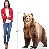 Amazon.com: Bear - Life Size Cardboard Cutout Standup People with ...
