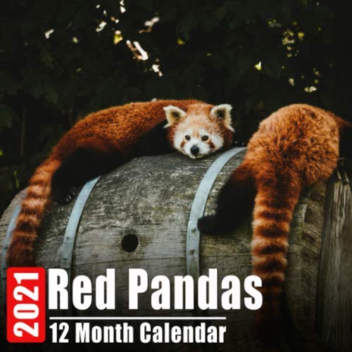 Mini Calendar 2021 Red Pandas: Cute Red Panda Photos Monthly Small ...