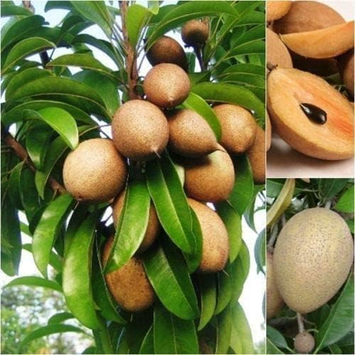 Sapota tree (Plant Height- 1.5 Ft To 2 Ft) (Pack of 1) : Amazon.in ...