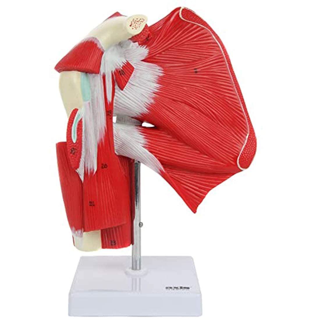 Buy Scientific Muscled Shoulder Joint Model Shows Complete Shoulder buy-scientific-muscled-shoulder-joint-model-shows-complete-shoulder