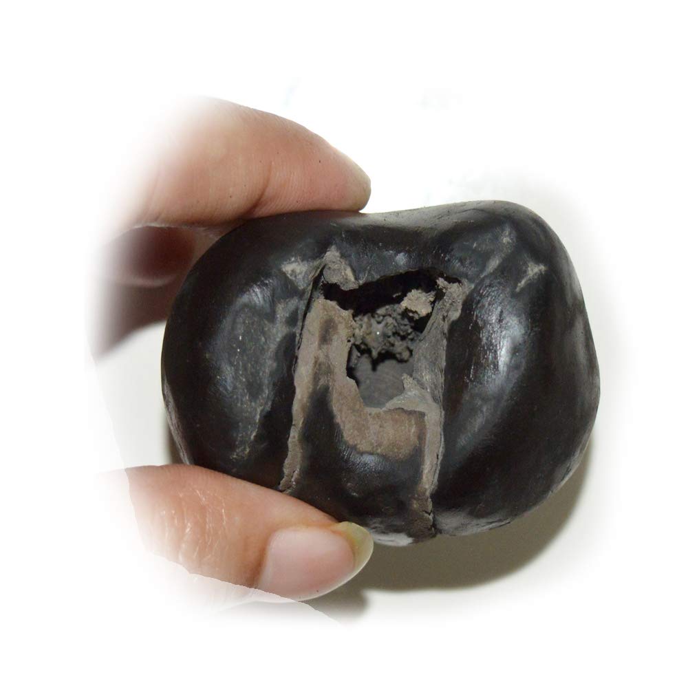 Buy Global Original damodhar Shaligram Shila Stone from Gandaki River ...