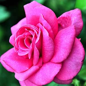 Amazon.com : Perfume Delight Rose Plant Live Ready to Grow Outdoor ...