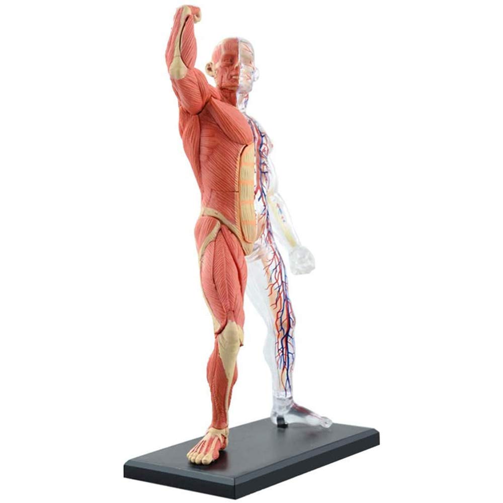 Human Muscle And Skeleton Anatomy Model - 46 Detachable Organs And Body ...