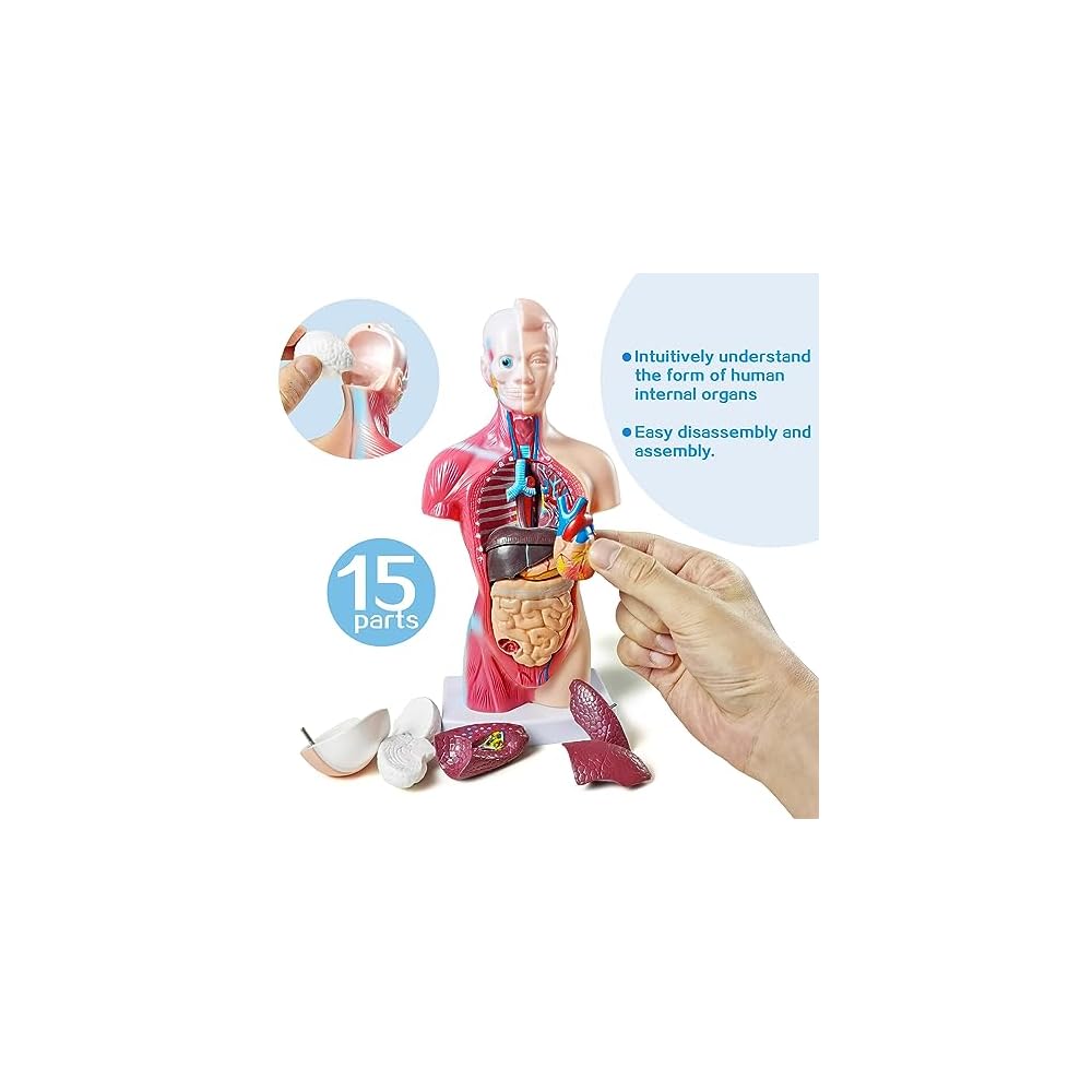 Buy Anatomy Jane Doll