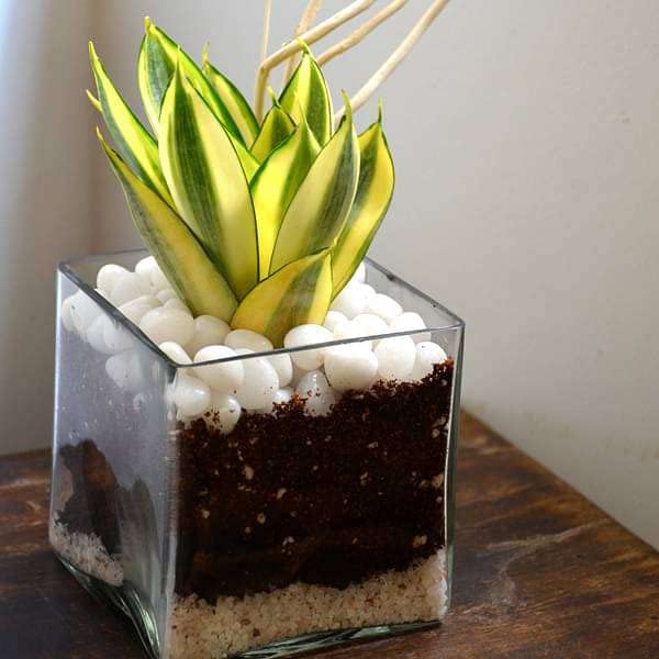 Mphmi Nursery Delhi Plant NCR Snake plant in square glass pot (4in Ht ...