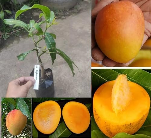 Dwarf Alphonso Mango Plant Hapus Ratnagiri Hybrid Variety Grafted Plant ...