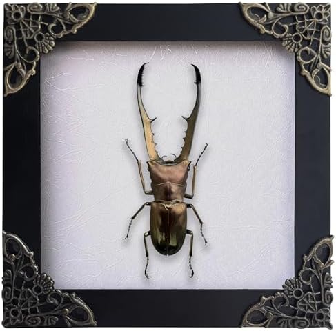 Amazon.com - Real Cyclommatus Metallifer Stag Beetle Framed Bug Shadow ...
