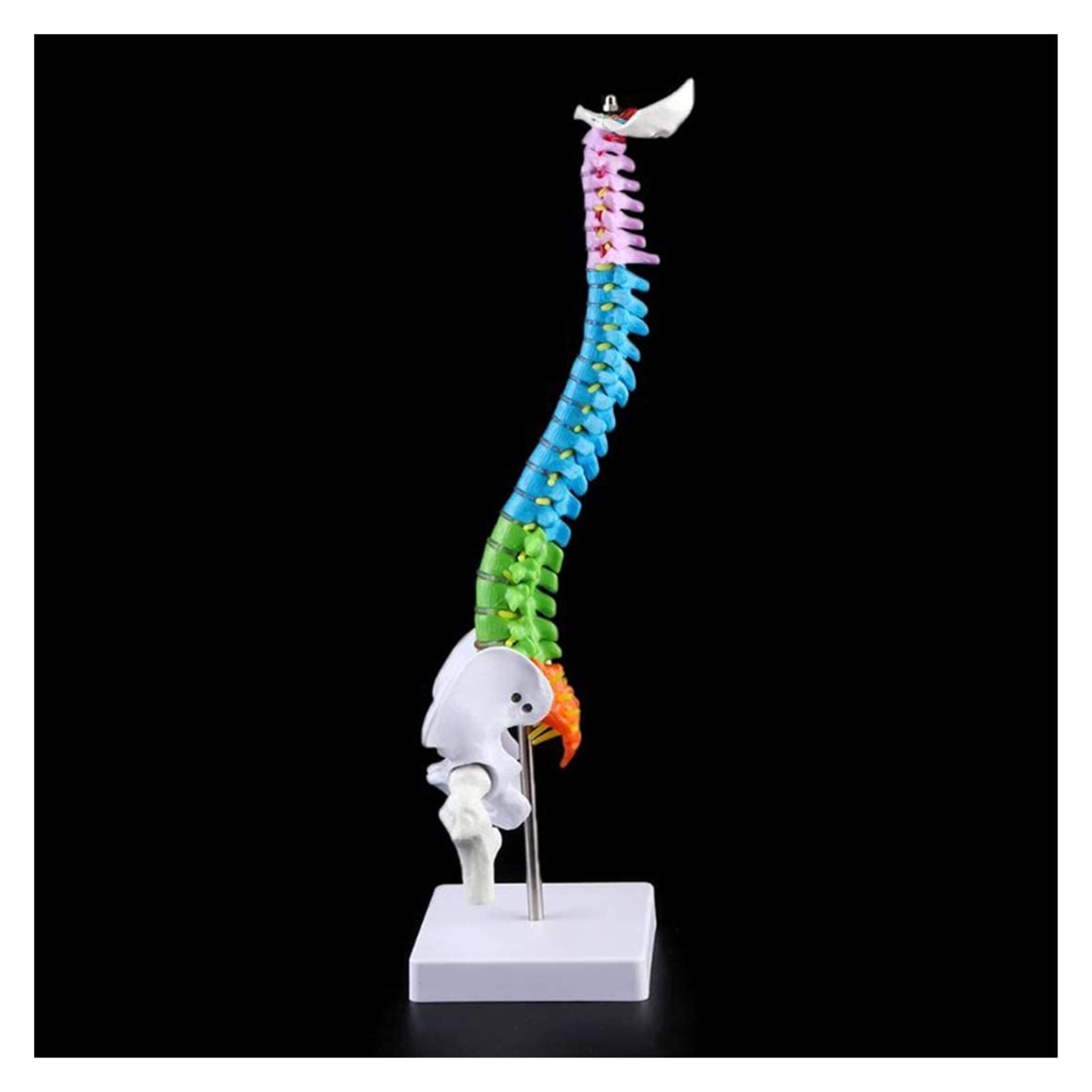 Buy REXGEL Educational Model, Miniature Human Spine Model Colored Spine ...