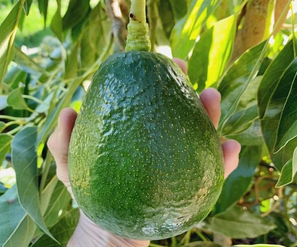 GoGreen Hybrid Helen Avocado Original Persea Americana Alligator Pear ...