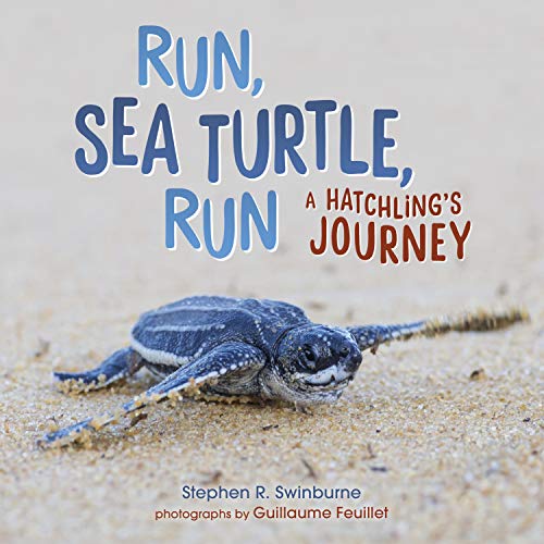 The Best Sea Turtle Life Cycle Books for Kids to Read and Learn