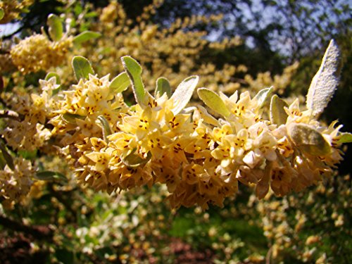 Rare Fruit Shrub Autumn Olive or Japanese Silverberry Elaeagnus ...