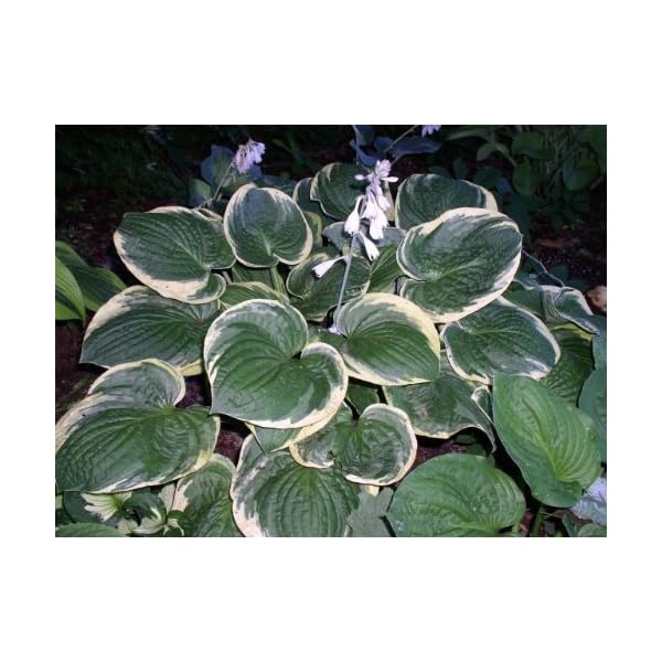 First Frost Hosta - thehostafarm.com