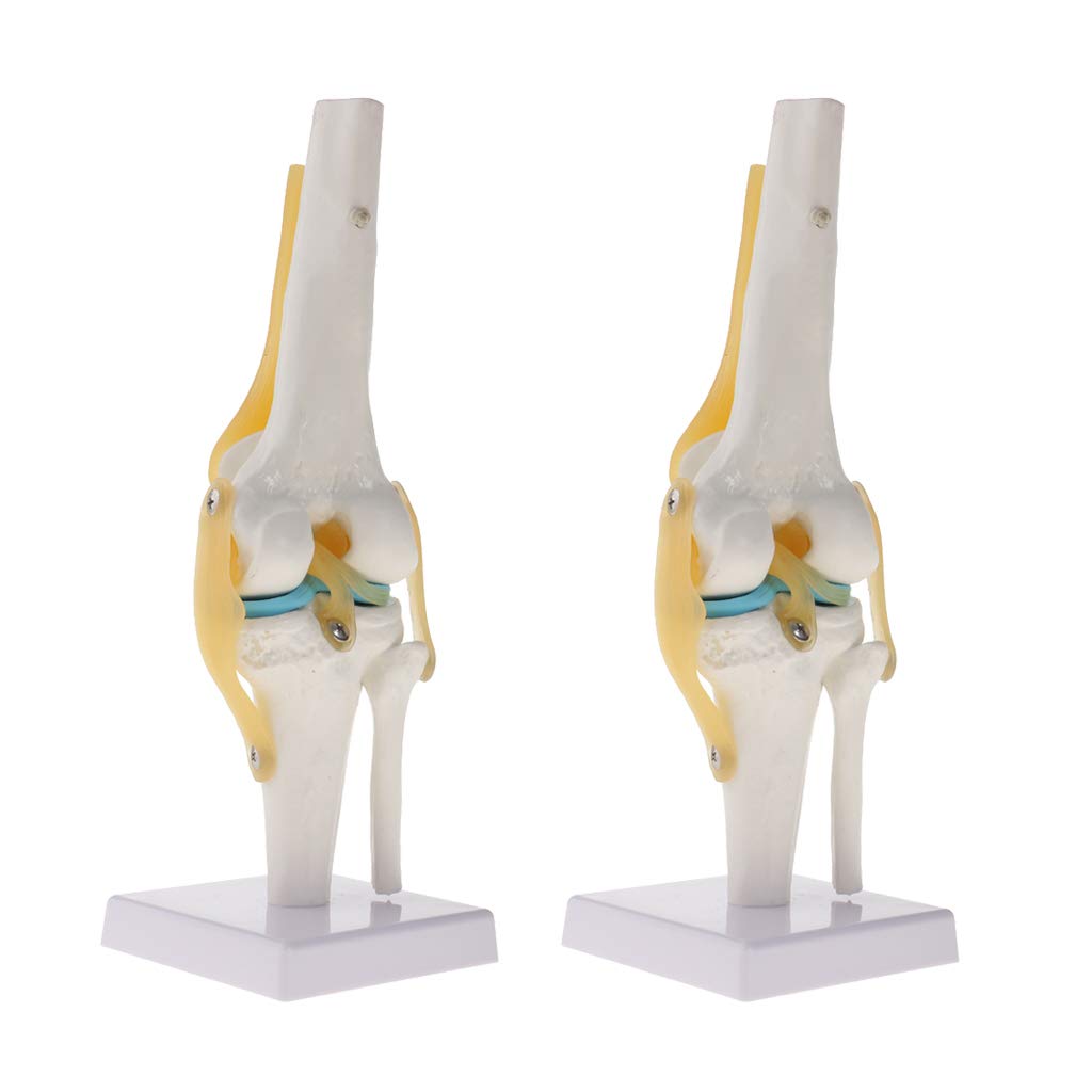 Toygogo 2 Sets Human Knee Joint Model With Ligaments Flexible ...