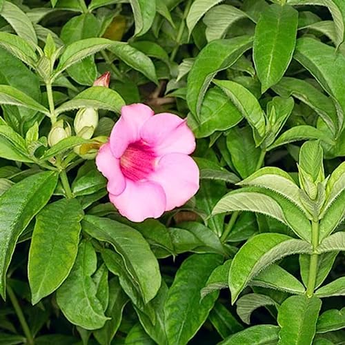 Allamanda bush - How to grow & care