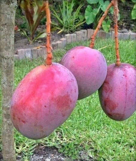 Punarva Mango Plant The Purple Irwin Mango Live Grafted Plant. R5 ...