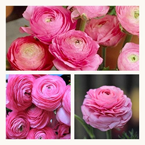 10 x Ranunculus Asiaticus Pink Summer Flowering Bulbs Persian Buttercup ...