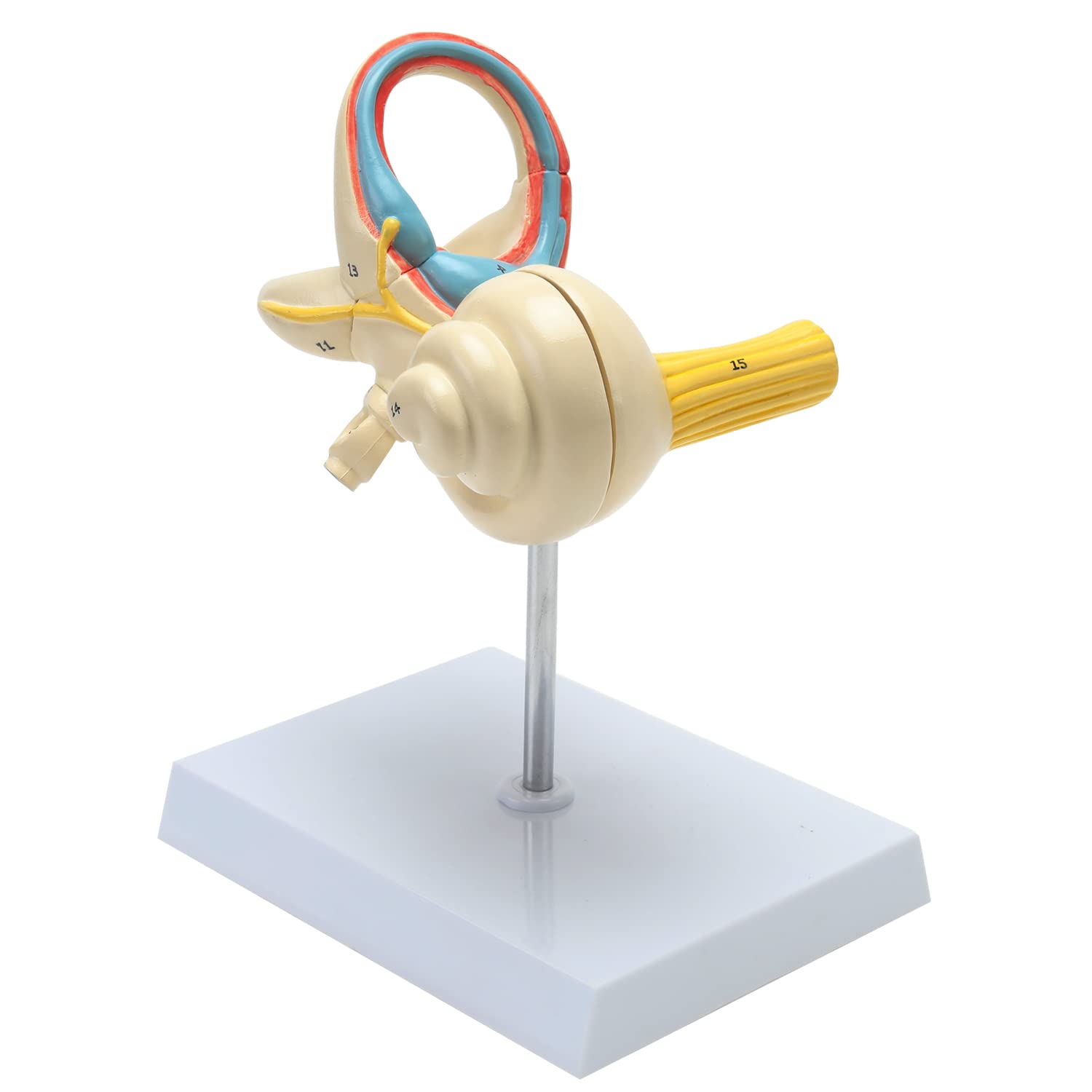 Buy RONTEN Inner Ear Model, Inner Ear Labyrinth and Incised Cochlear ...