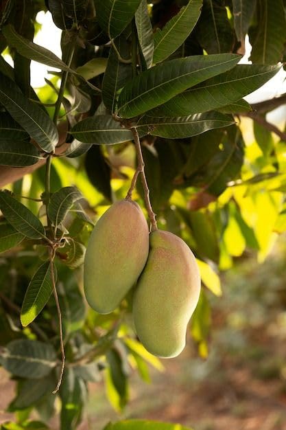 Eco Bloom's Rare Live Mango Plant Fruit Tree, small Mango Live Plant ...