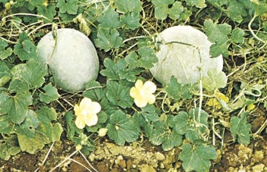Golden Hills Farm Ash gourd/Wax gourd/Kumbalanga/Petha Vegetable seeds ...