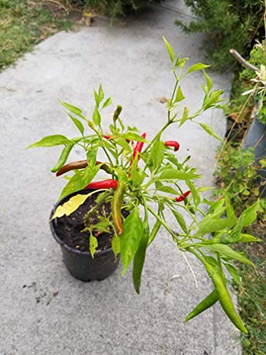 Buy 1 Live Pepper Chile de Arbol Chili Capsicum anuum 'De Árbol' Also ...