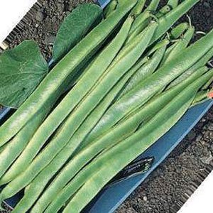 RUNNER BEAN - POLESTAR - STRINGLESS VARIETY - 40 SEEDS: Amazon.co.uk: Books