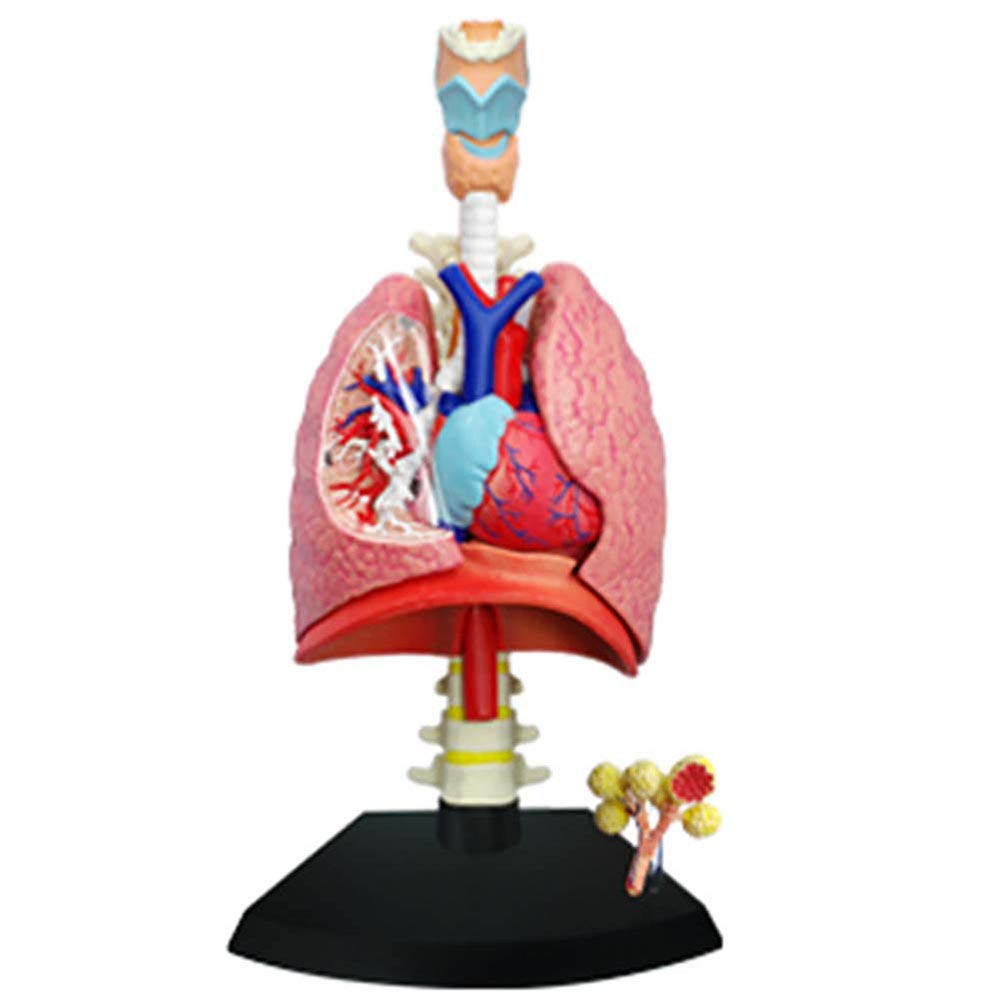 Buy Lung Model - human organ Anatomical Model - 21 Detachable Parts ...