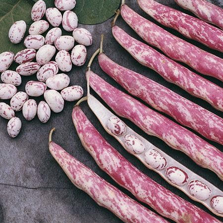 Oakwood Farms beans vegetable seeds | vegetable Seeds | maroon beans ...