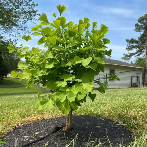 Amazon.com : 6-12" Ginkgo Biloba Tree Live Plant Seedling in Quart Pot ...