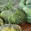 Amazon.com : Puerto Rican Pumpkin/Calabaza ( 25 Seeds) - Open ...