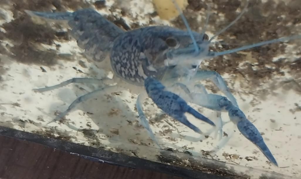 Amazon.com : Live Breeding Pair Electric Blue Crayfish, Crawdad ...