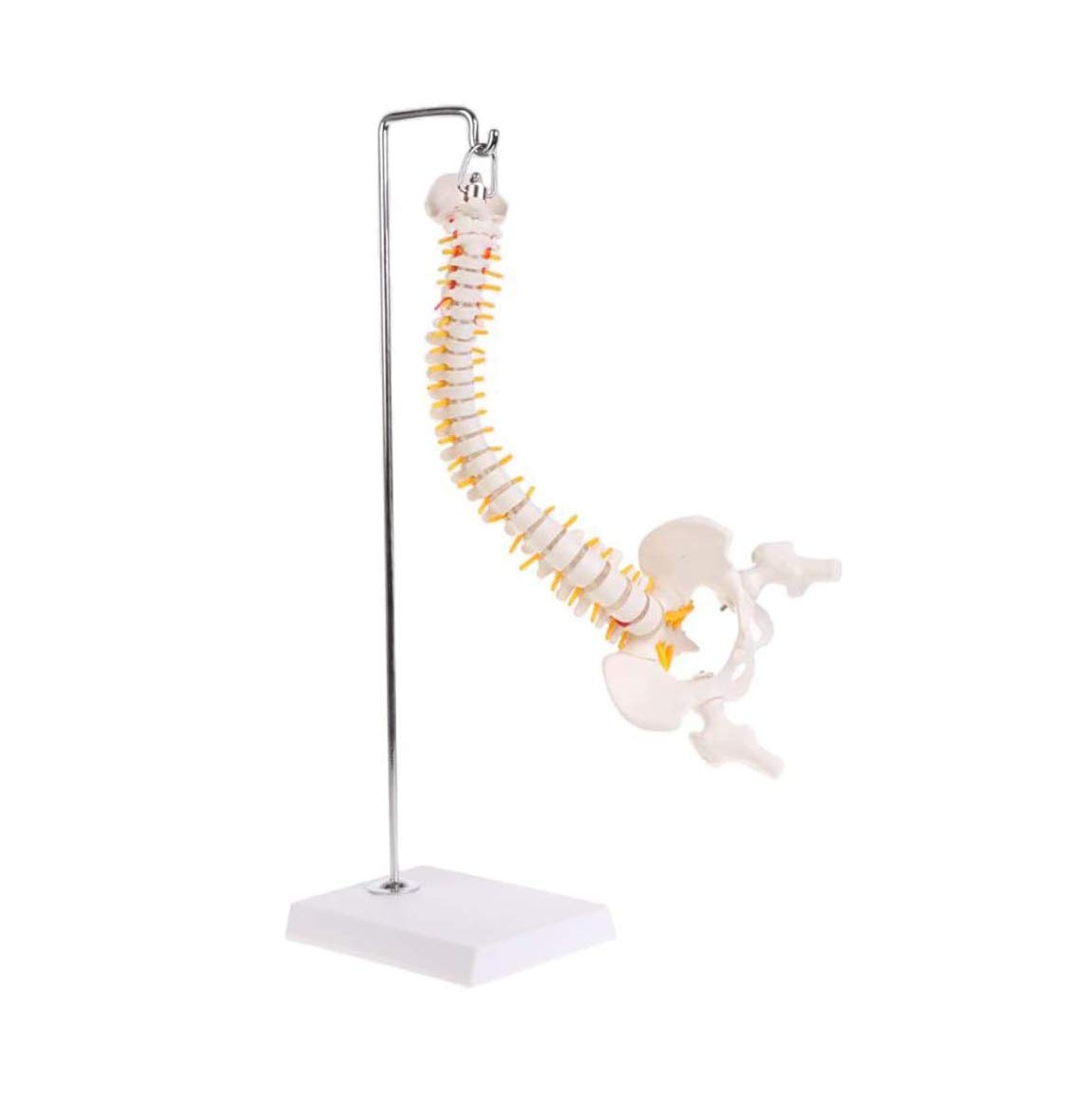 Buy Flexible Spine Model, Life Size Spinal Cord Model with Vertebrae ...