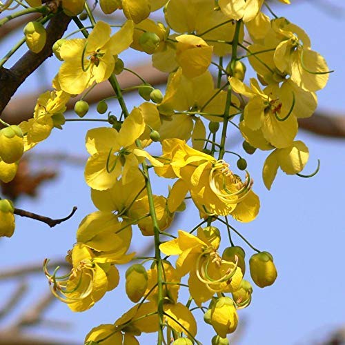 All Season Gardens Cassia fistula golden shower tree Ornamental tree ...
