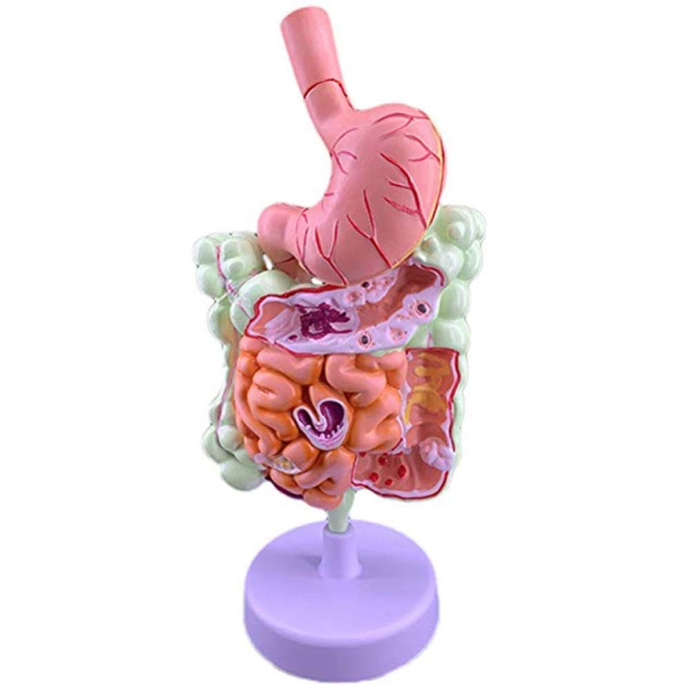 Buy JYCCH Educational Model Human Digestive Model Life Size Stomach ...