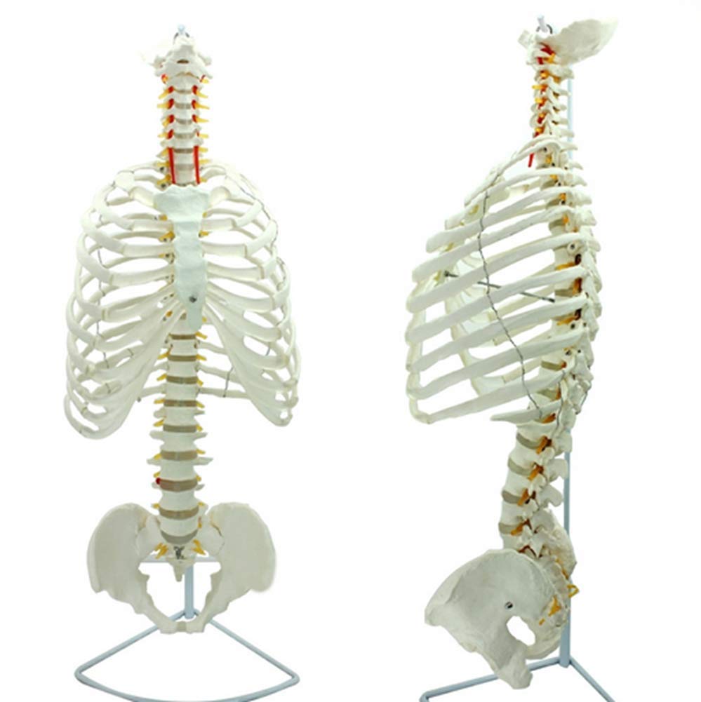 Buy XYXZ Anatomy Model Flexible Human Spine Thoracic Structure Model ...