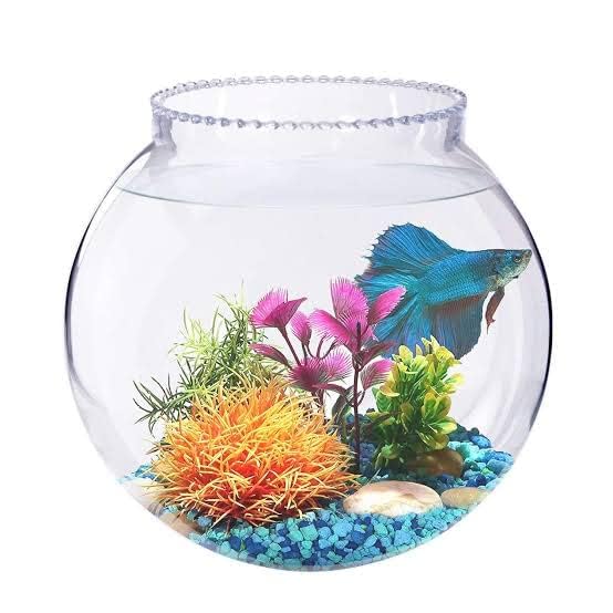 Fish Bowl (8 Inches) 3.5 litres : Amazon.in: Pet Supplies